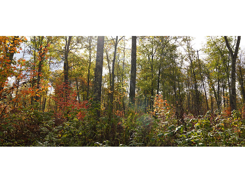 Forestry and Environmental Mapping - dimap